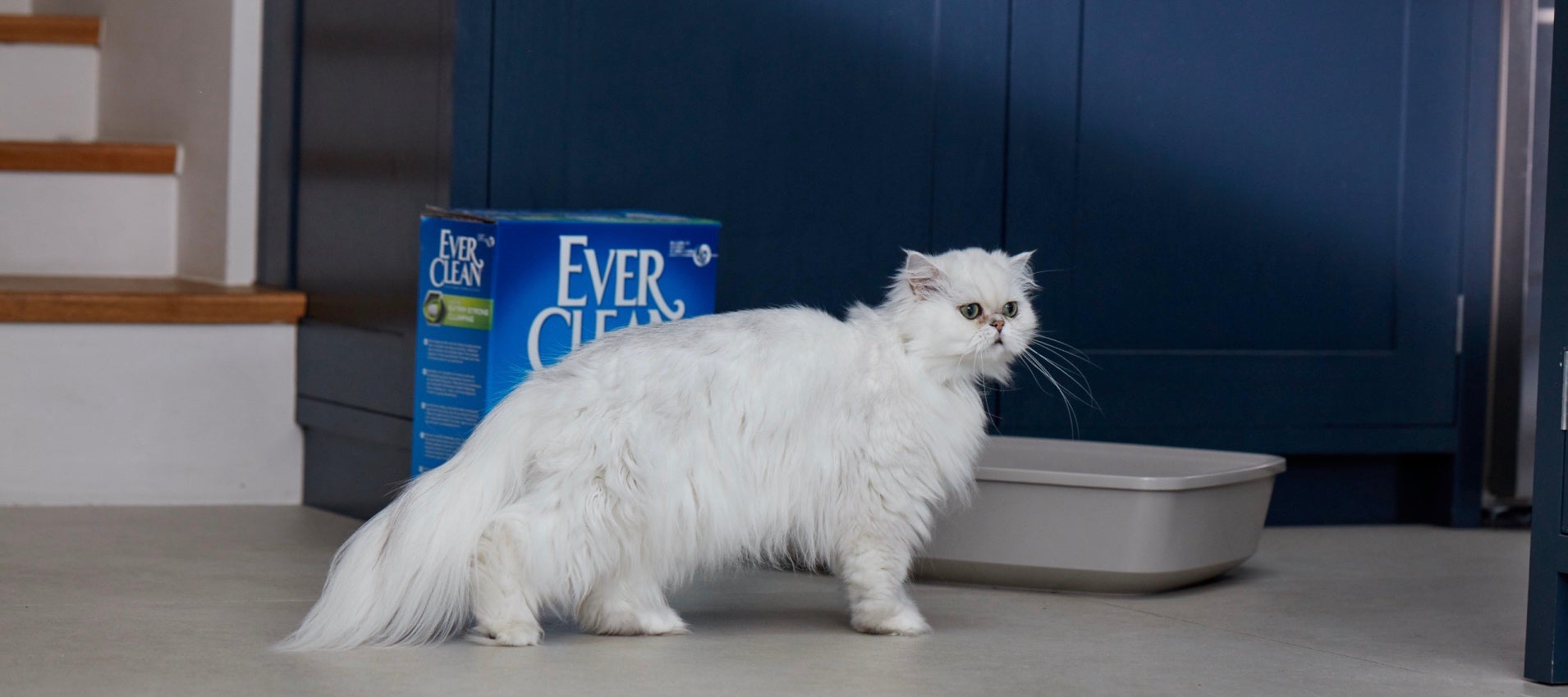 Wunderschöne Katze Benutzt Katzenklo Nicht Mehr Bild